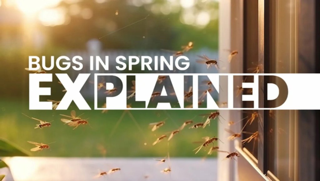 Spring bugs: Why they all seem to appear at once – International Free Press